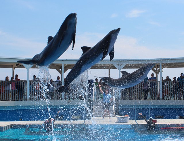 Gulfarium Marine Adventure Park Admission Tickets | Discover 30A Florida